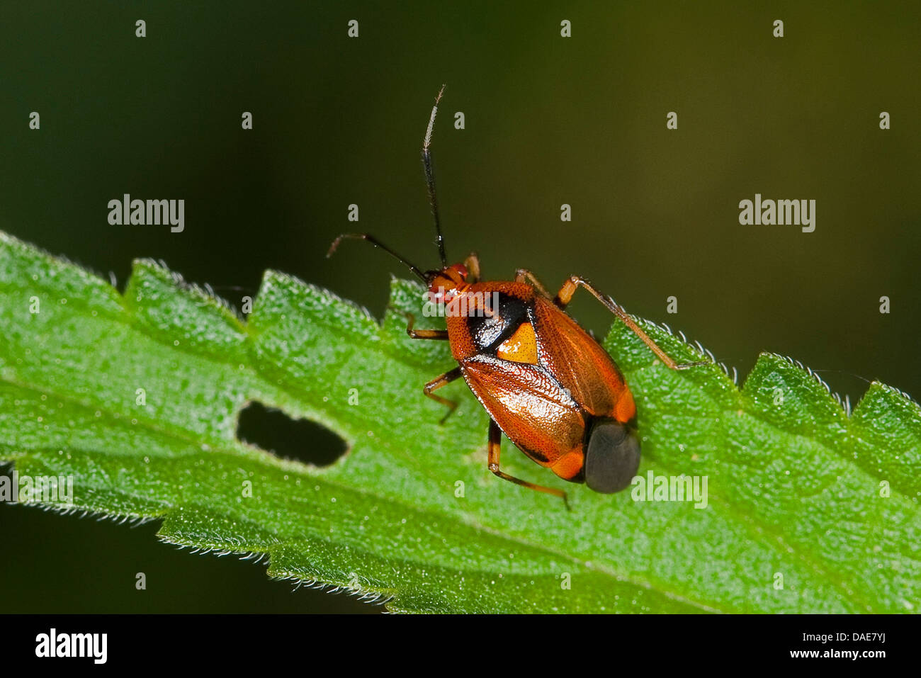 Capsid bugs (Deraeocoris ruber), sitting on a stinging nettle leaf ...