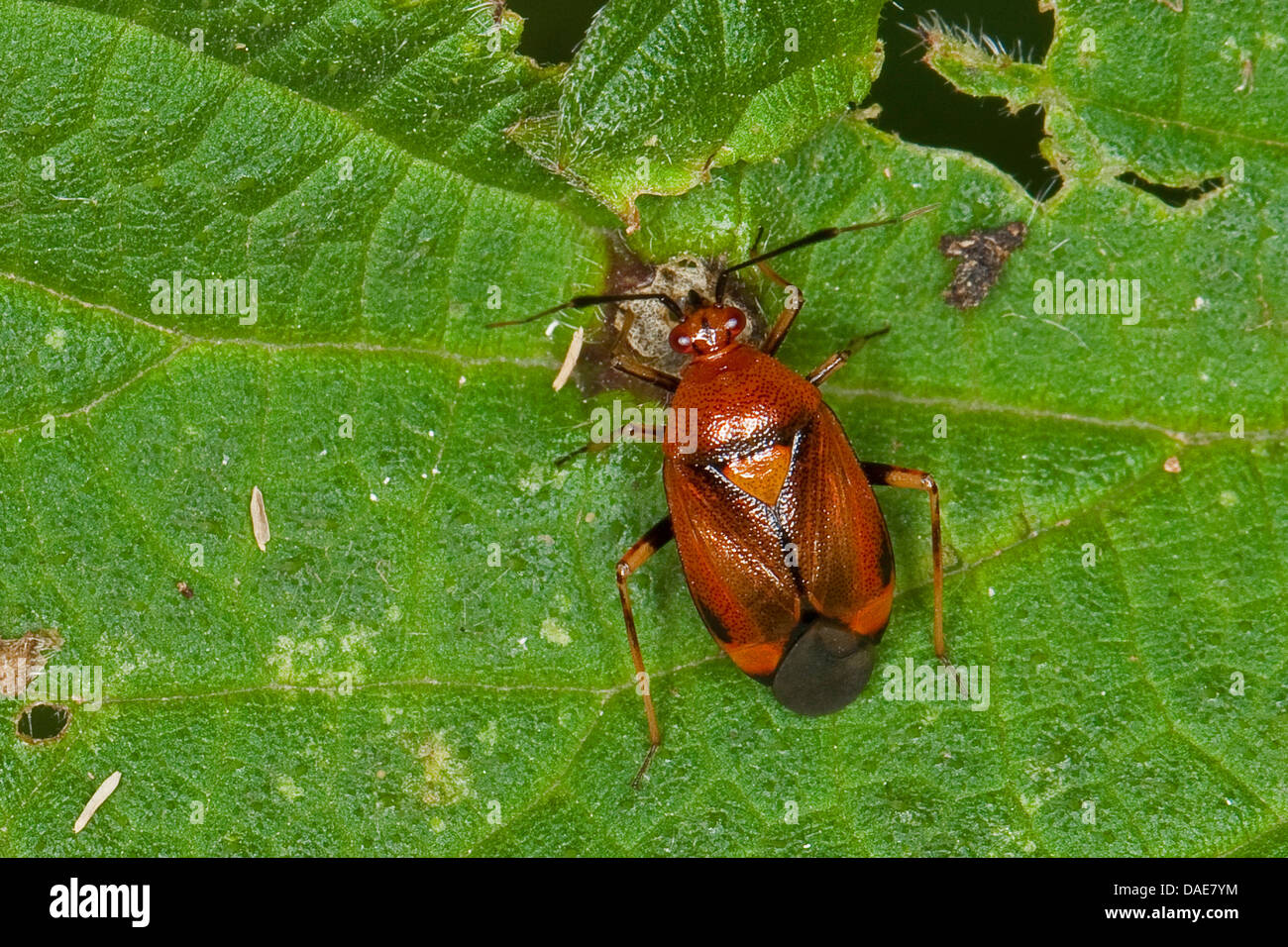 Capsid bugs (Deraeocoris ruber), sitting on a stinging nettle leaf ...