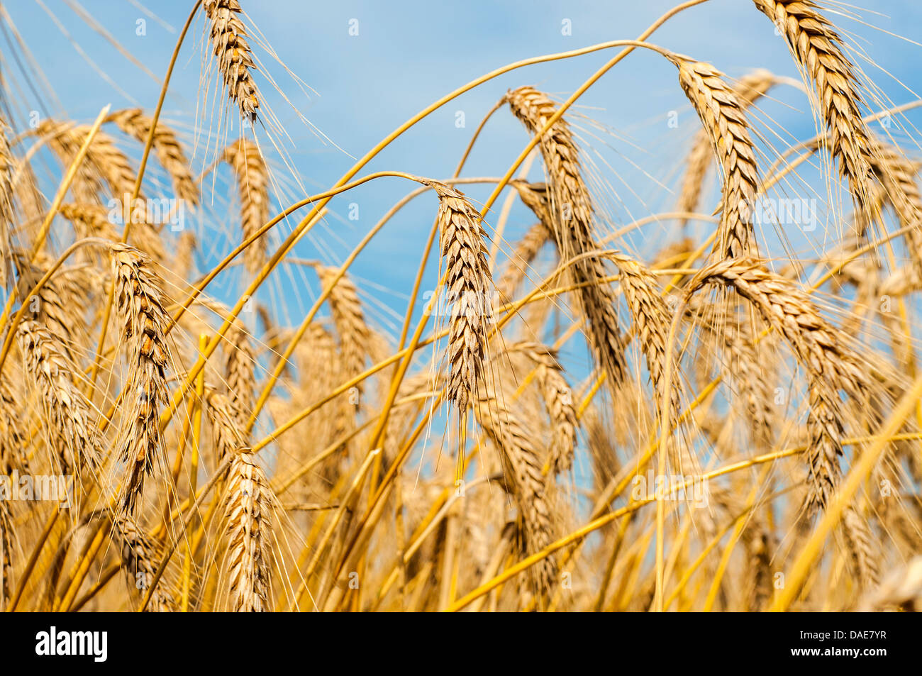 Early grain harvesting hi-res stock photography and images - Alamy