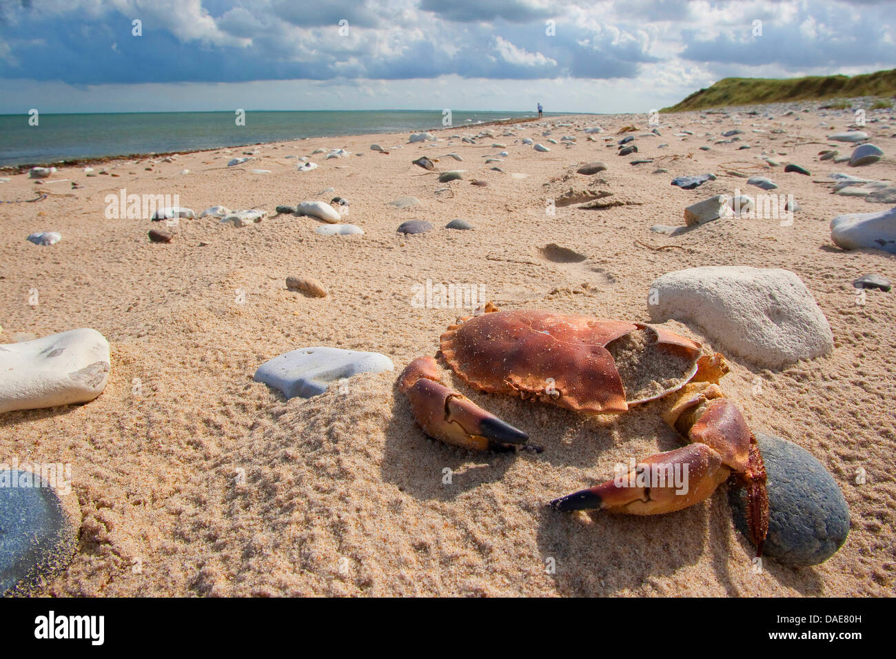 European edible crab (Cancer pagurus), shell of a dead crab on the sand ...