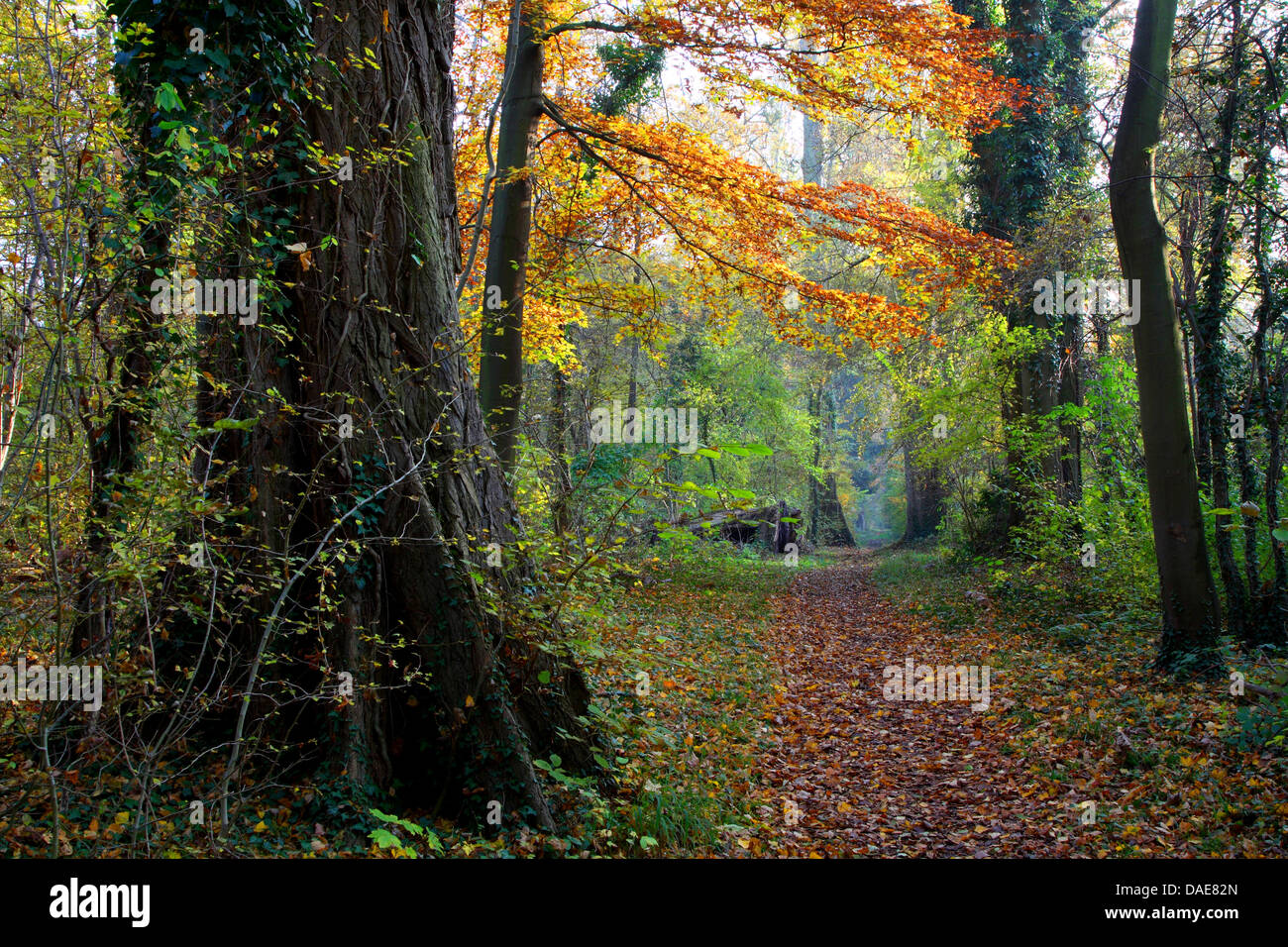 forest path in autumn, Germany Stock Photo - Alamy