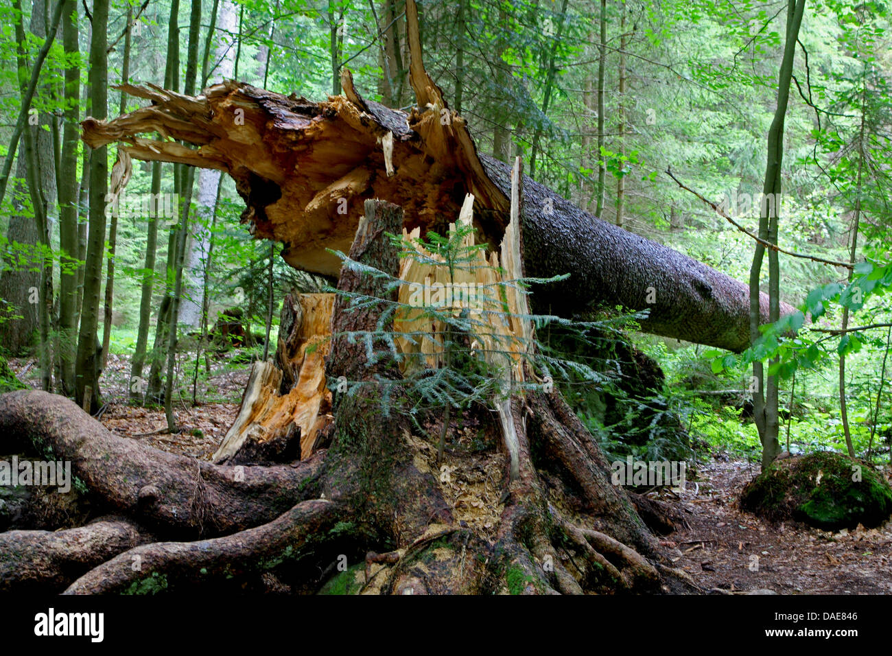 wind break in a forest, Germany, Bavaria, Bavarian Forest National Park ...