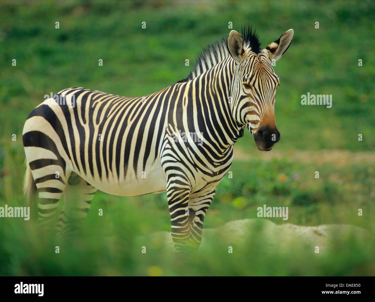 Hartmann's Mountain Zebra, Mountain Zebra (Equus zebra hartmannae ...