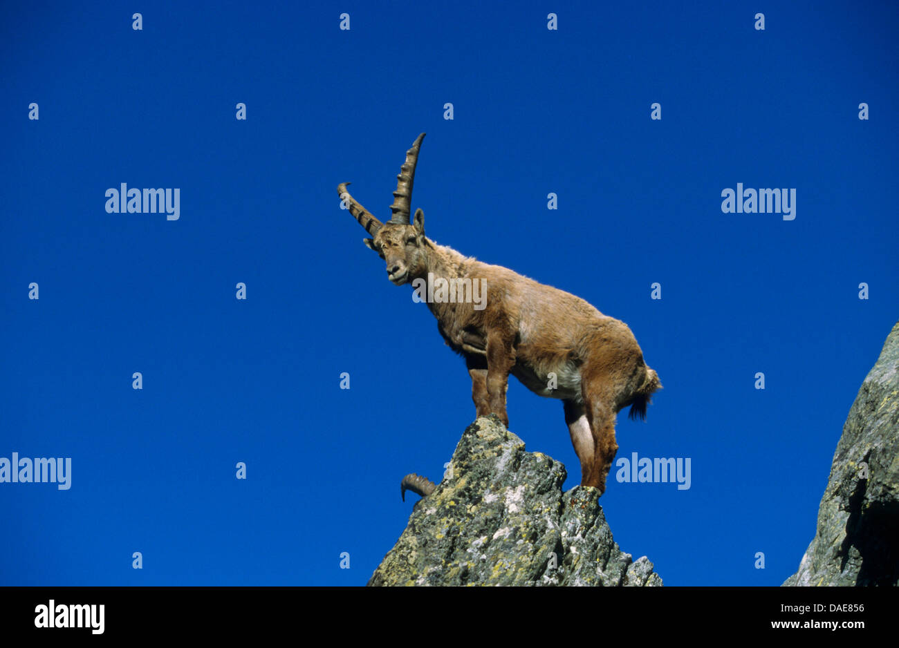Even top hi-res stock photography and images - Alamy