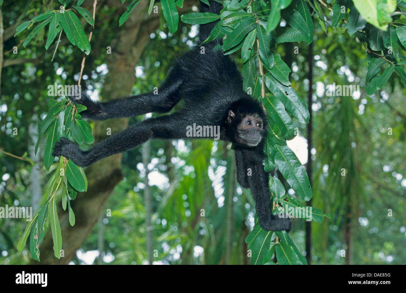 black spider monkey (Ateles paniscus), haning in a tree Stock Photo - Alamy