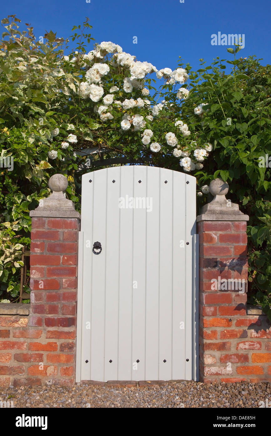 A white wooden gate set in a brick garden wall with white roses and ...
