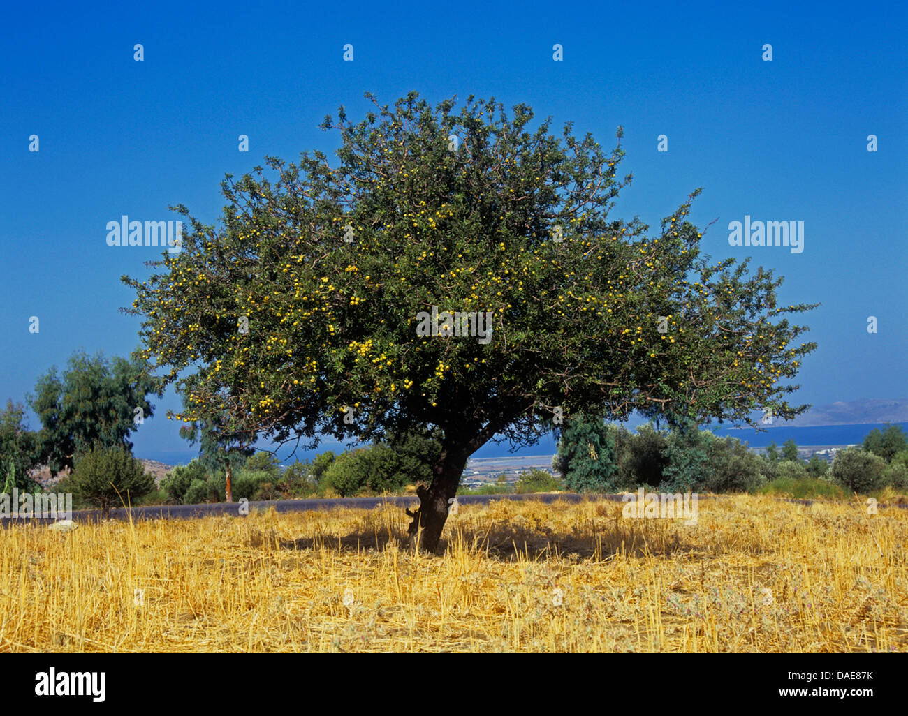 almond-leaved pear (Pyrus amygdaliformis), on a field, Greece Stock ...