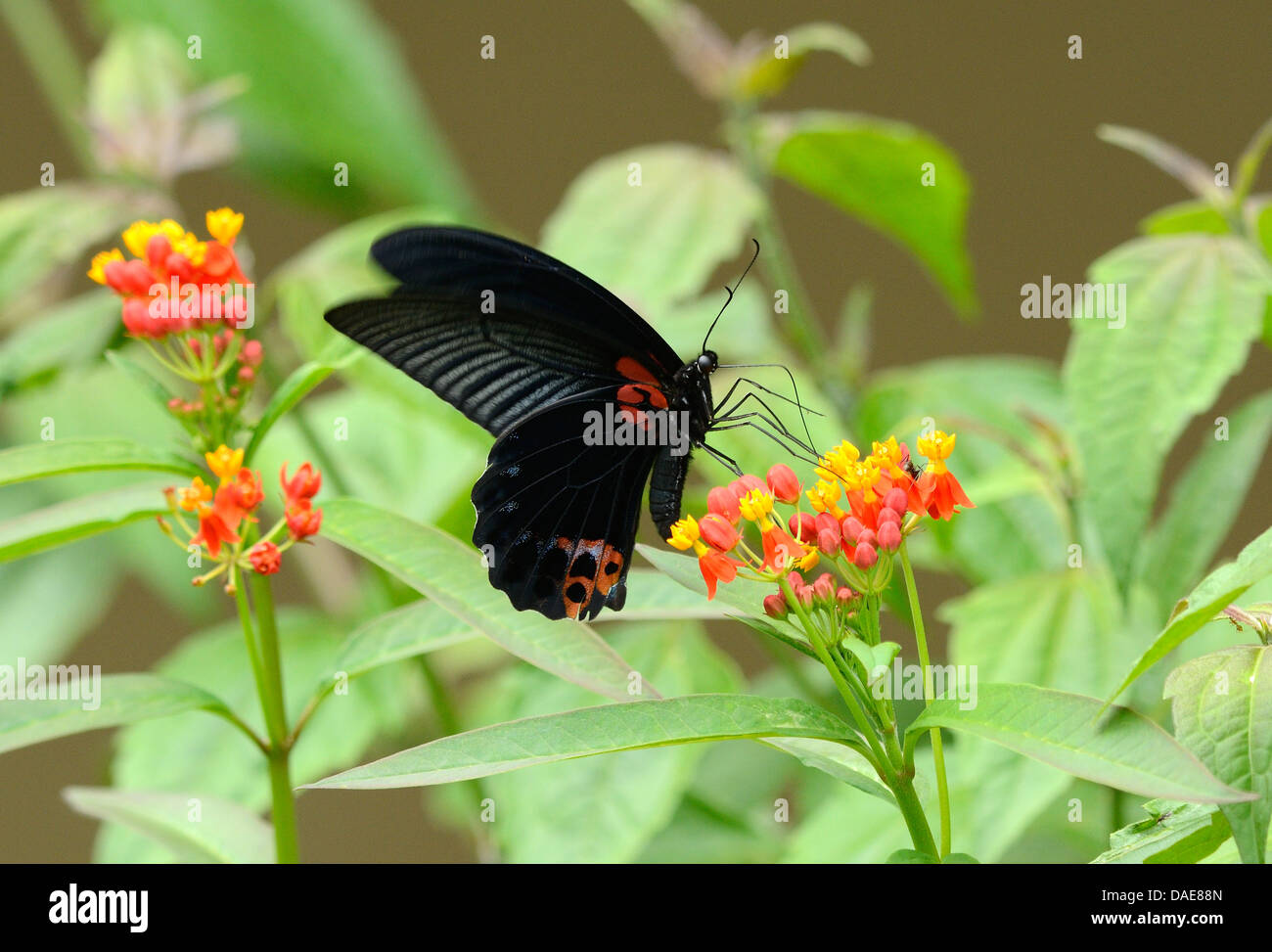 beautiful Great Mormon butterfly (Papilio memnon) on flower near the ...