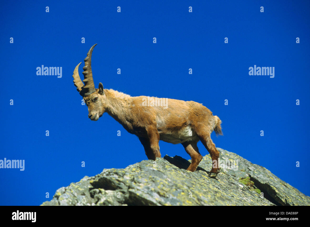 alpine ibex (Capra ibex), standing on a rock, Austria Stock Photo - Alamy