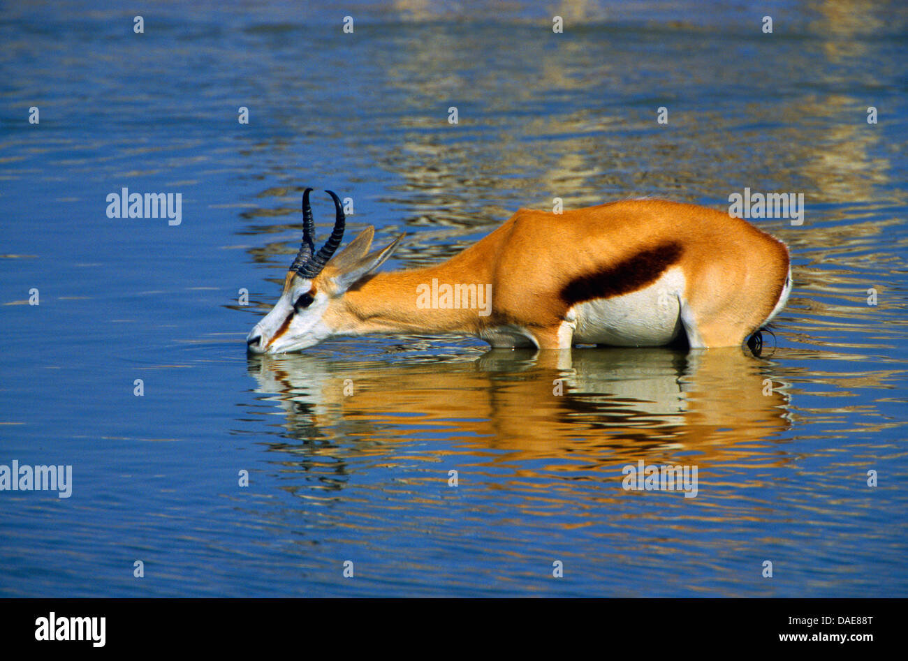 Springbok antelopes drinking water hi-res stock photography and images ...