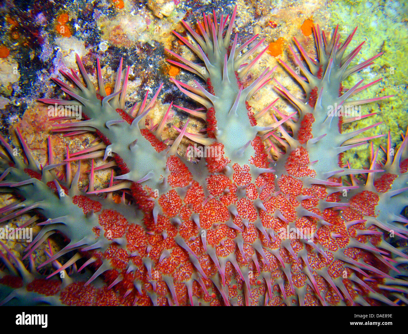 Acanthaster planci red sea hi-res stock photography and images - Alamy