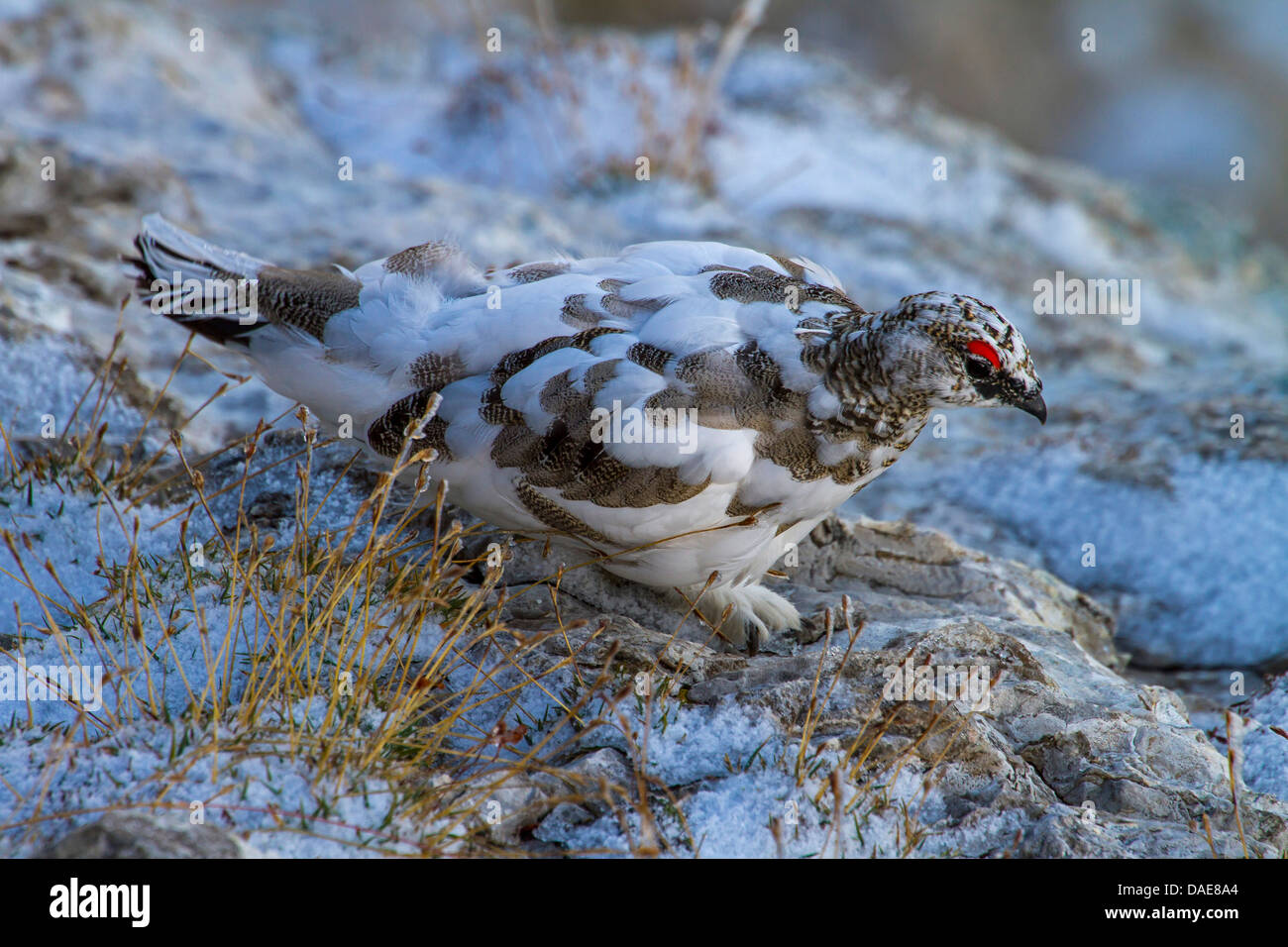 Rock ptarmigan snow chicken lagopus hi-res stock photography and images ...