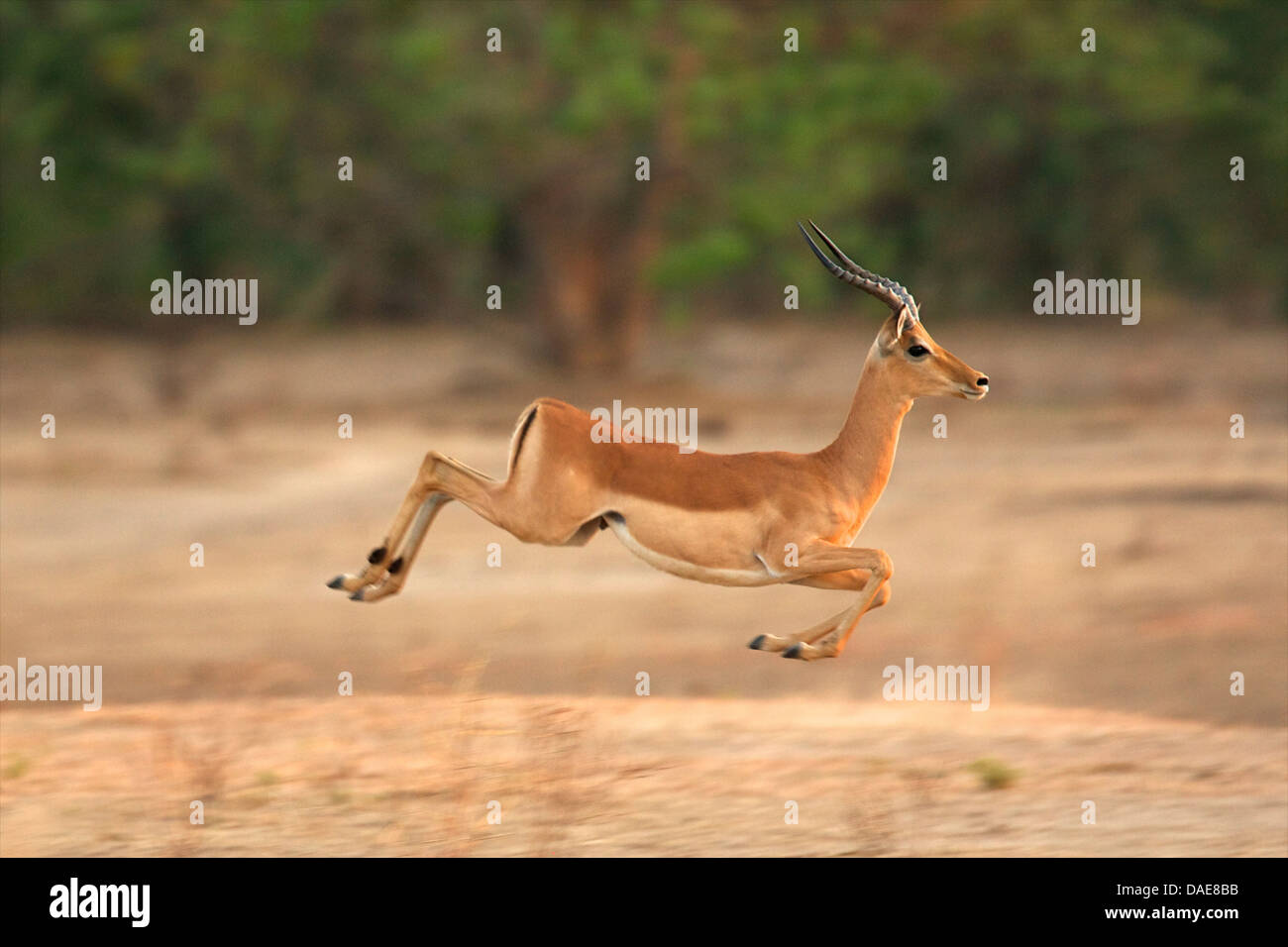Impala Animal Running