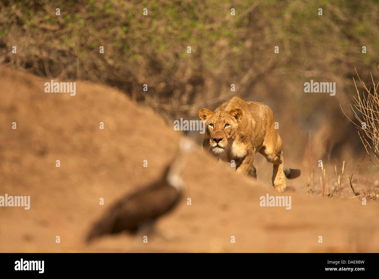 Lioness stalking bird, Mana Pools National Park, Zimbabwe, Africa Stock ...