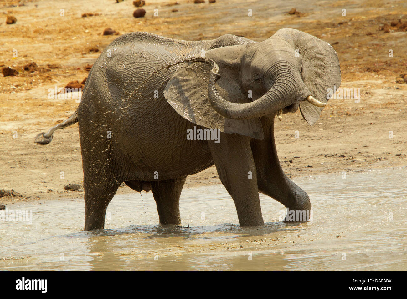 African elephant bathing hi-res stock photography and images - Alamy