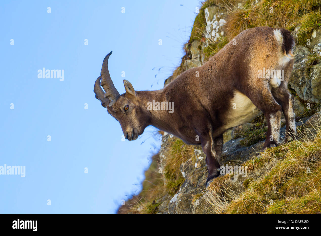 alpine ibex (Capra ibex), juvenile on a slope, Switzerland, Alpstein ...