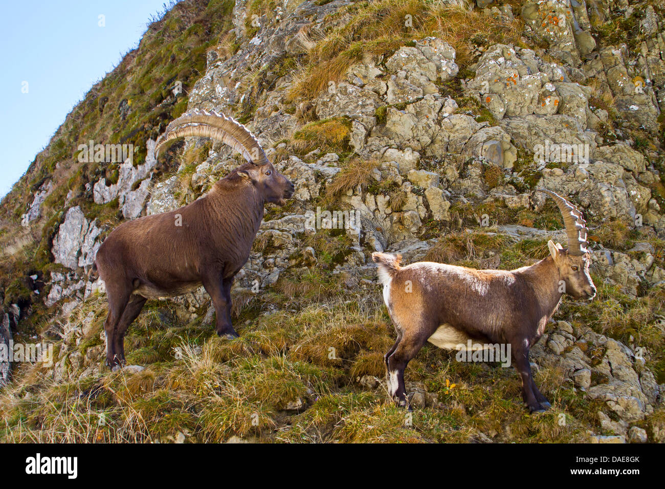 alpine ibex (Capra ibex), two ibexes on a slope, Switzerland, Alpstein ...