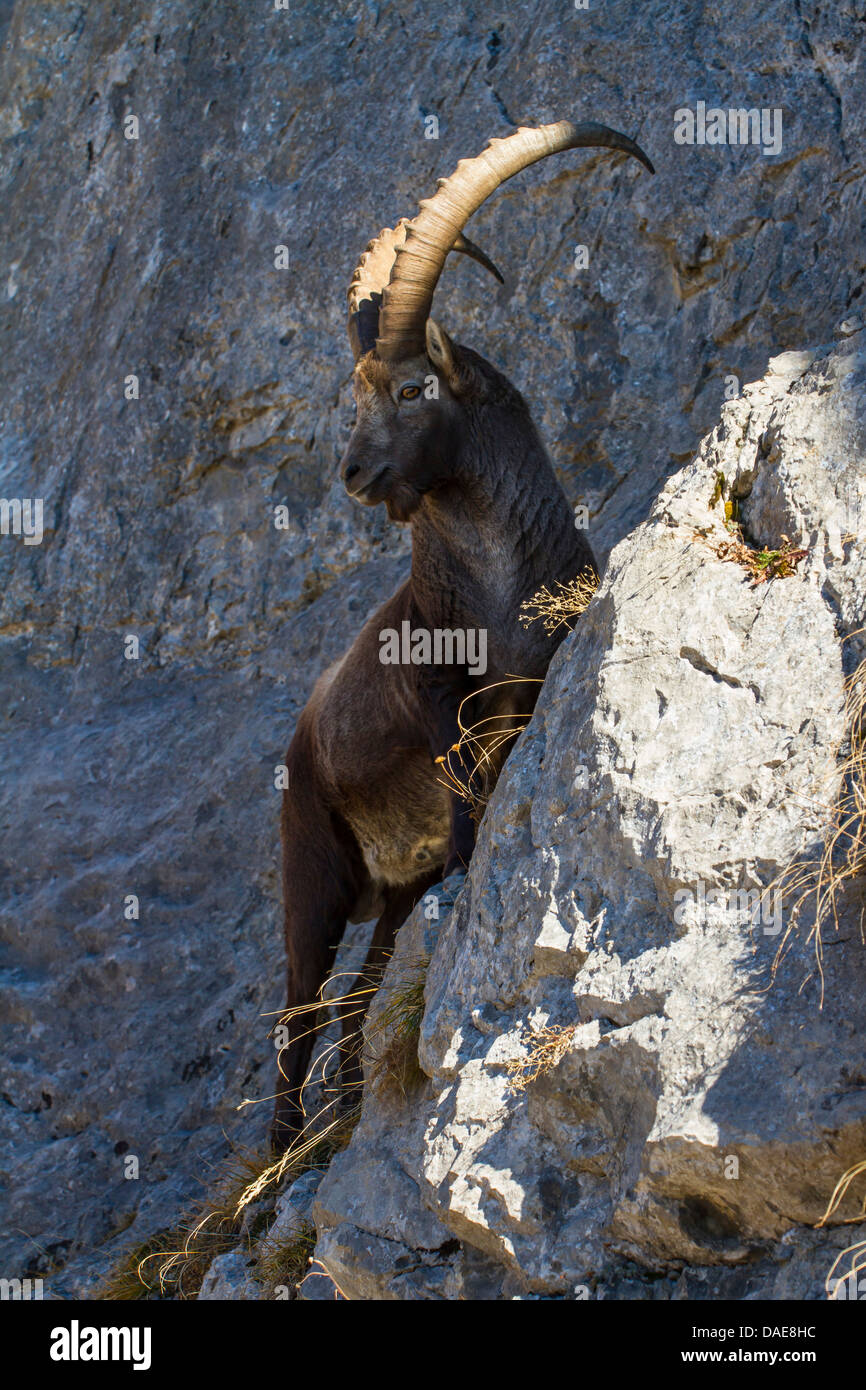 alpine ibex (Capra ibex), climbing on slope, Switzerland, Toggenburg ...