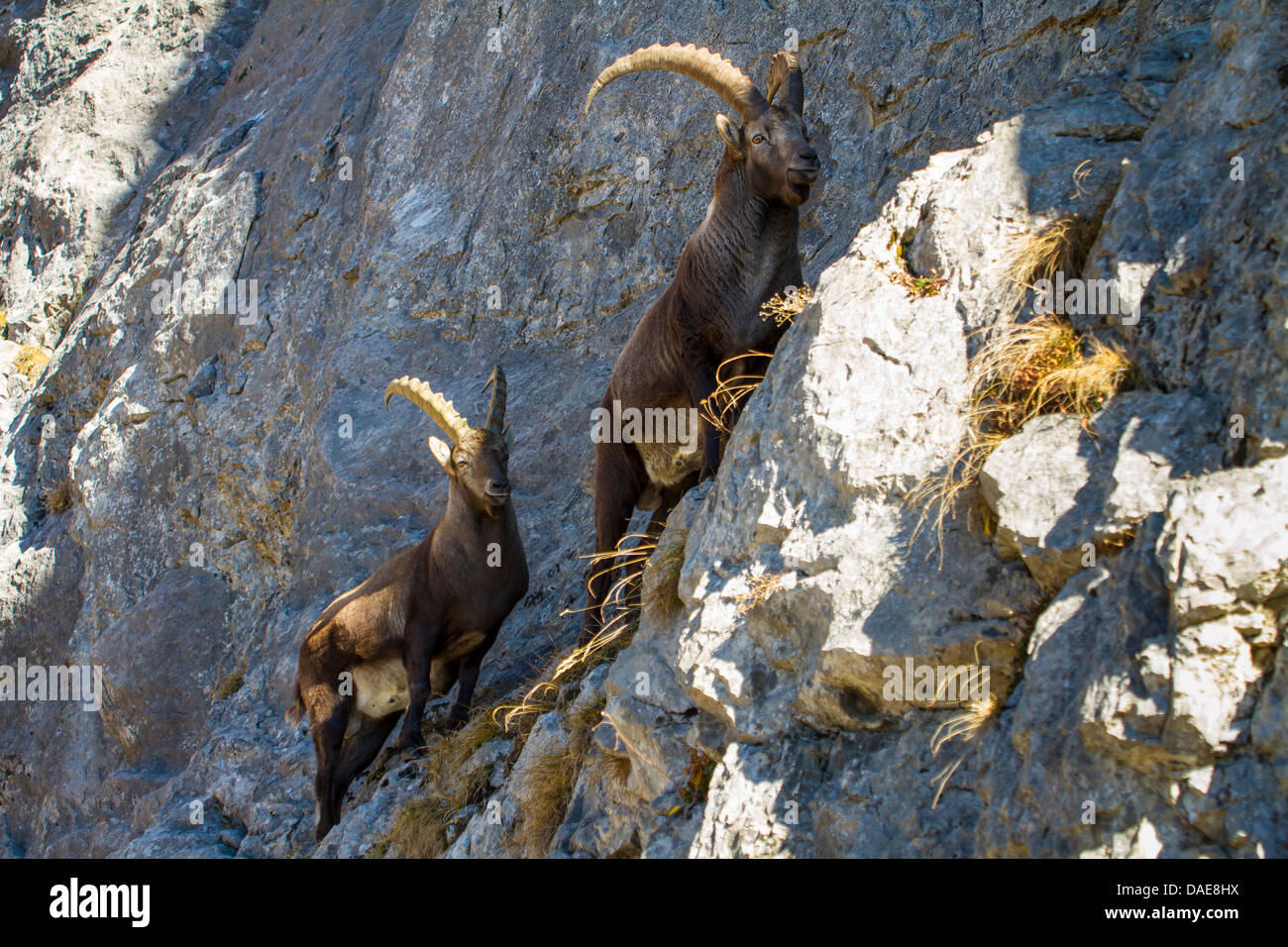 Alpine snakes hi-res stock photography and images - Alamy