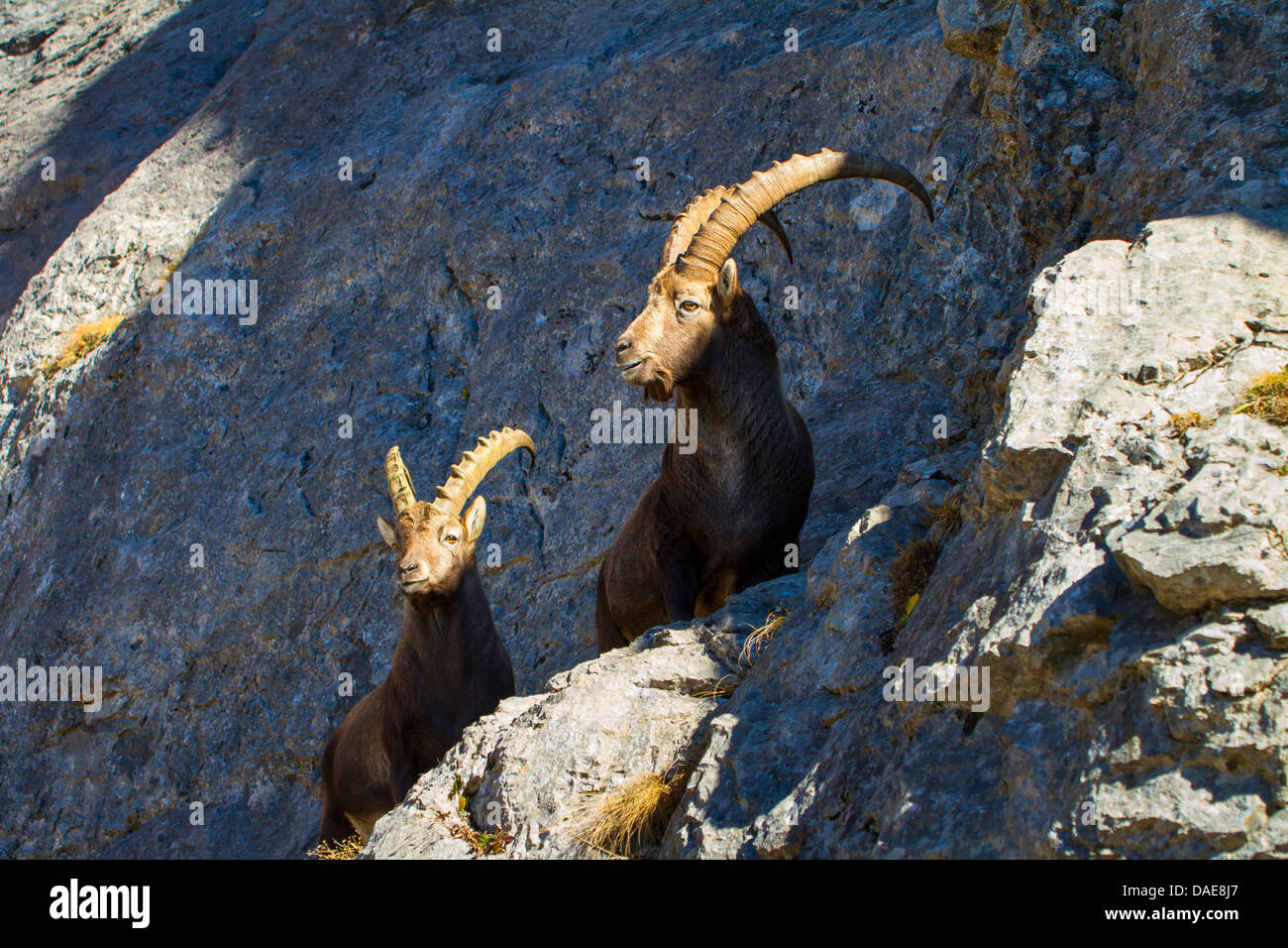 alpine ibex (Capra ibex), two ibexes in a rock wall, Switzerland ...