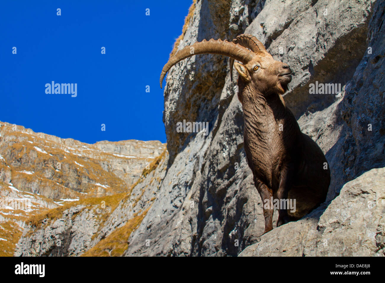 alpine ibex (Capra ibex), in a rock wall looking up, Switzerland ...