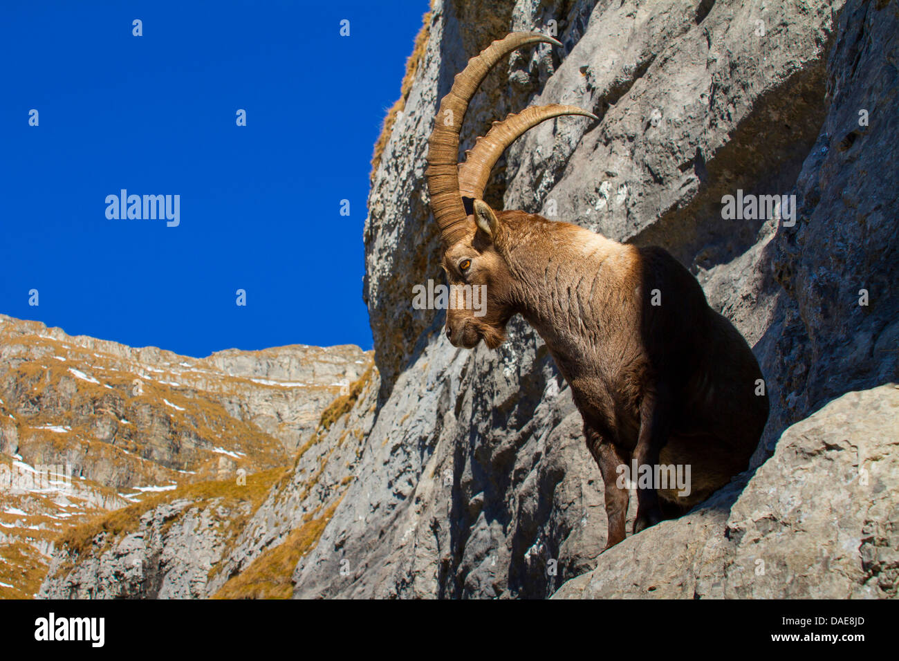 alpine ibex (Capra ibex), in a rock wall looking down, Switzerland ...