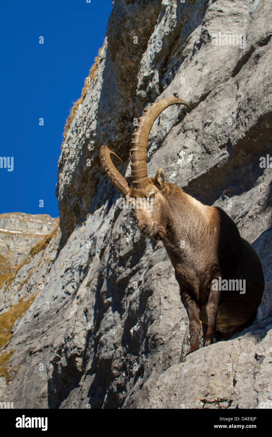 alpine ibex (Capra ibex), in a rock wall looking down, Switzerland ...