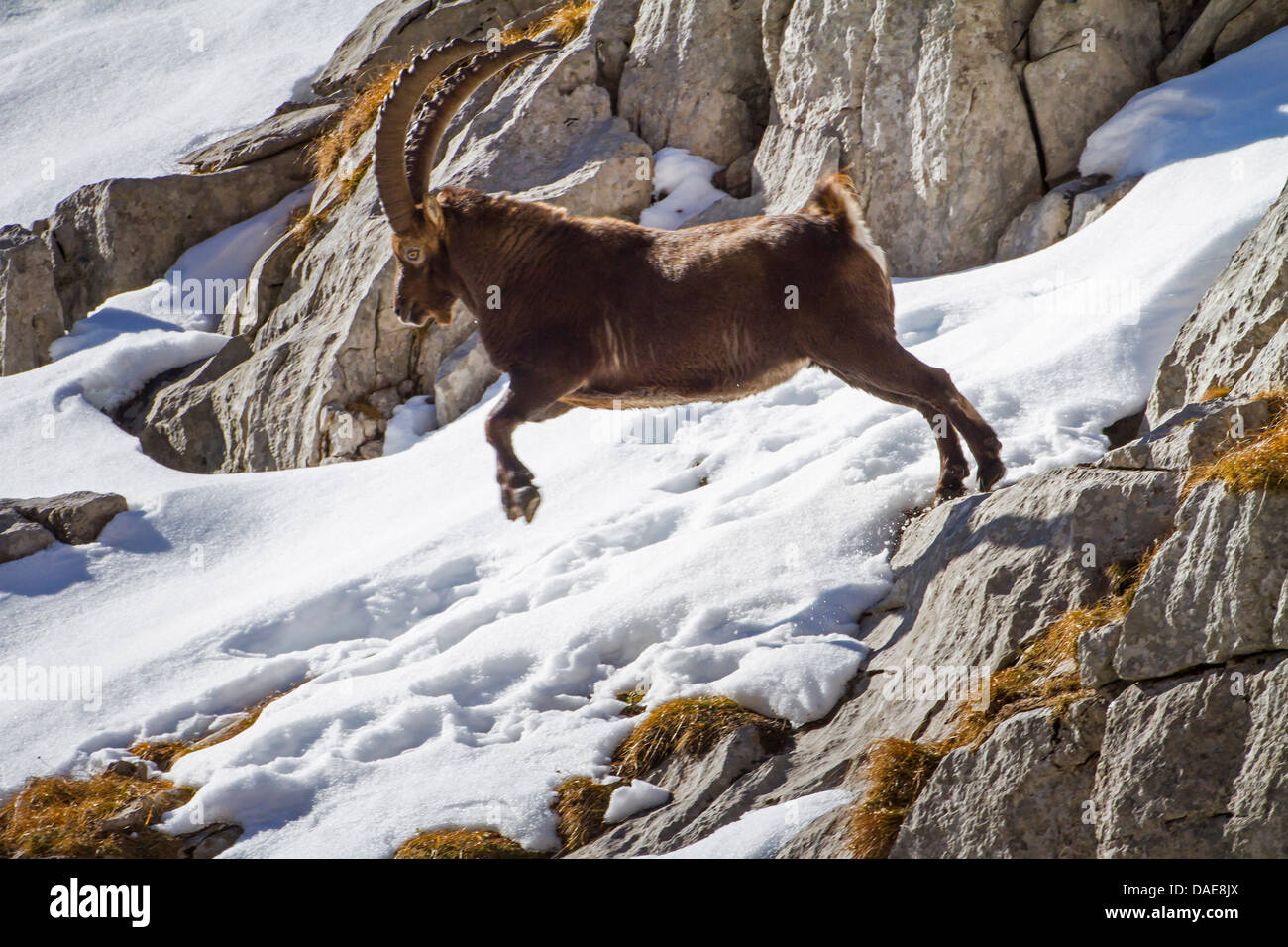 Himalayan Ibex Jumping