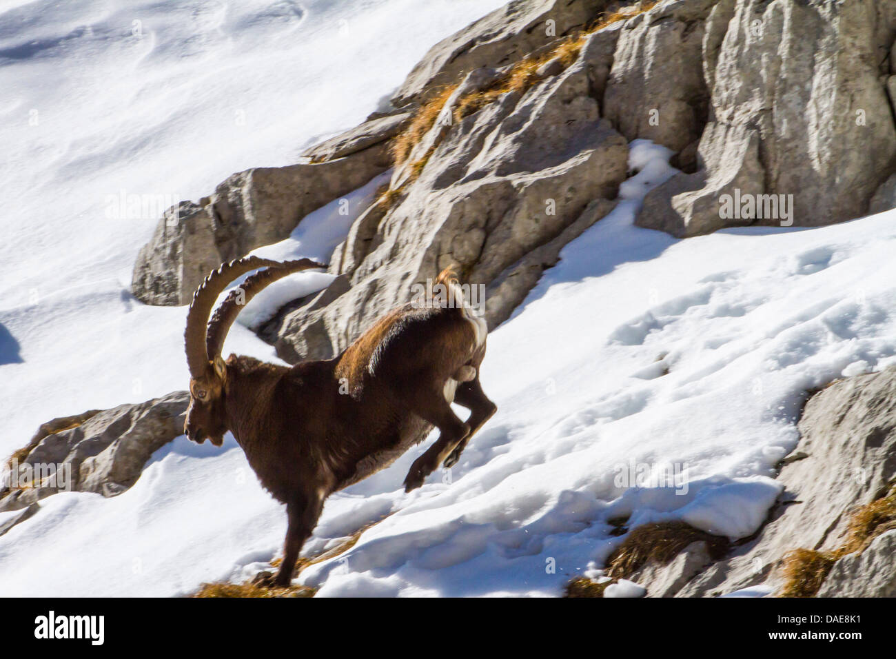 alpine ibex (Capra ibex), jumping from rock, Switzerland, Toggenburg ...