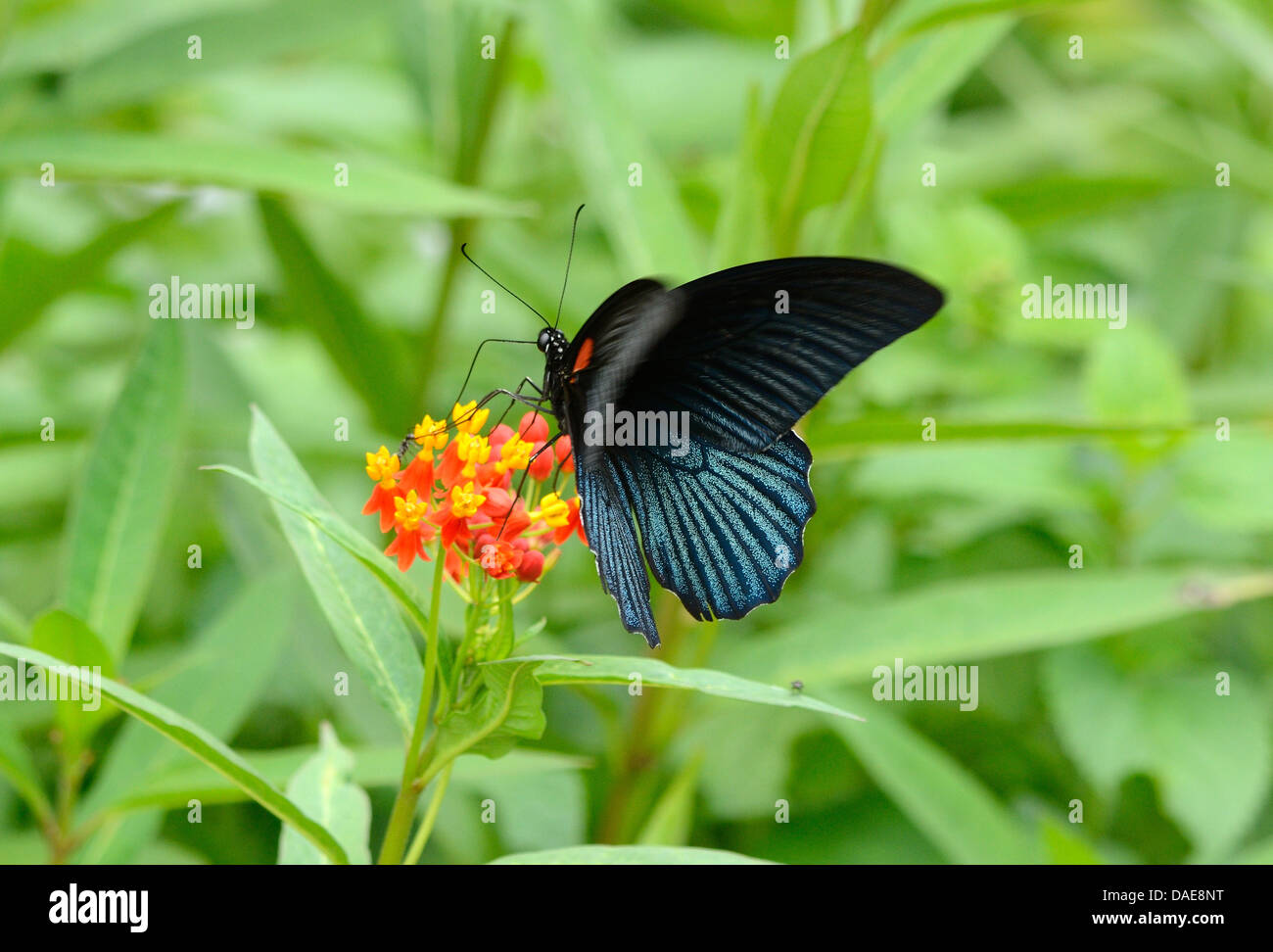 beautiful Great Mormon butterfly (Papilio memnon) on flower near the ...