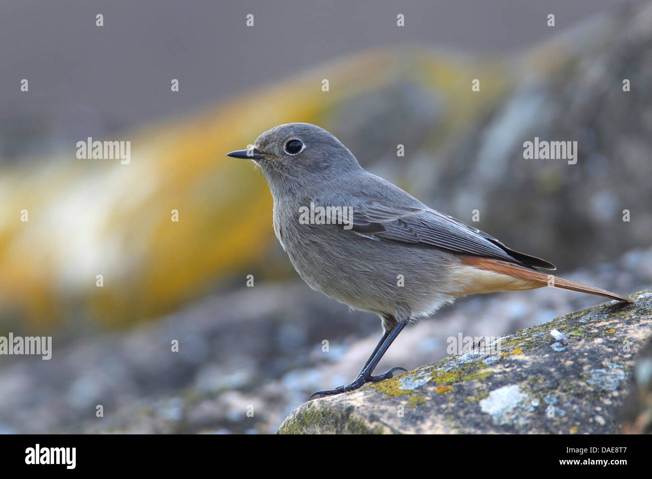 Black Redstart High Resolution Stock Photography and Images - Alamy