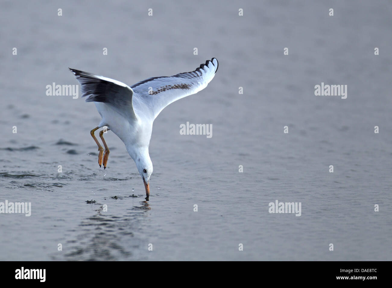 slender-billed gull (Larus genei), immature bird flying over water ...