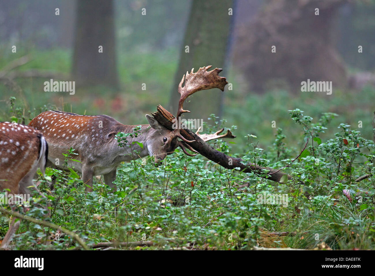 fallow deer (Dama dama, Cervus dama), stag sweeping the antlers at a ...