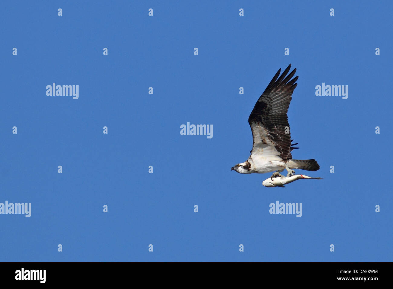 osprey, fish hawk (Pandion haliaetus), flying with a fish in the claws ...
