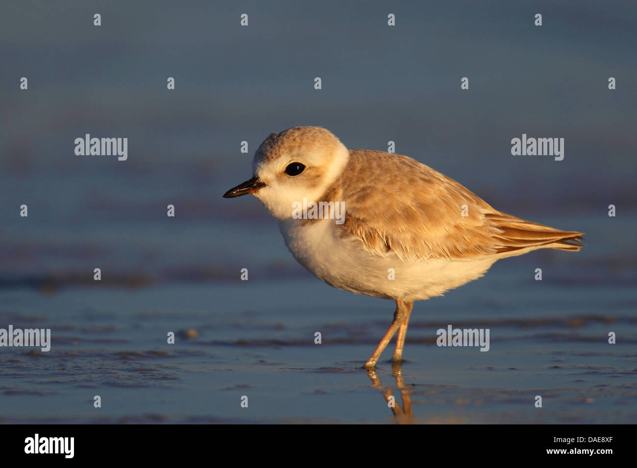 Piping plover (Charadrius melodus), standing in the tidal flat in the ...