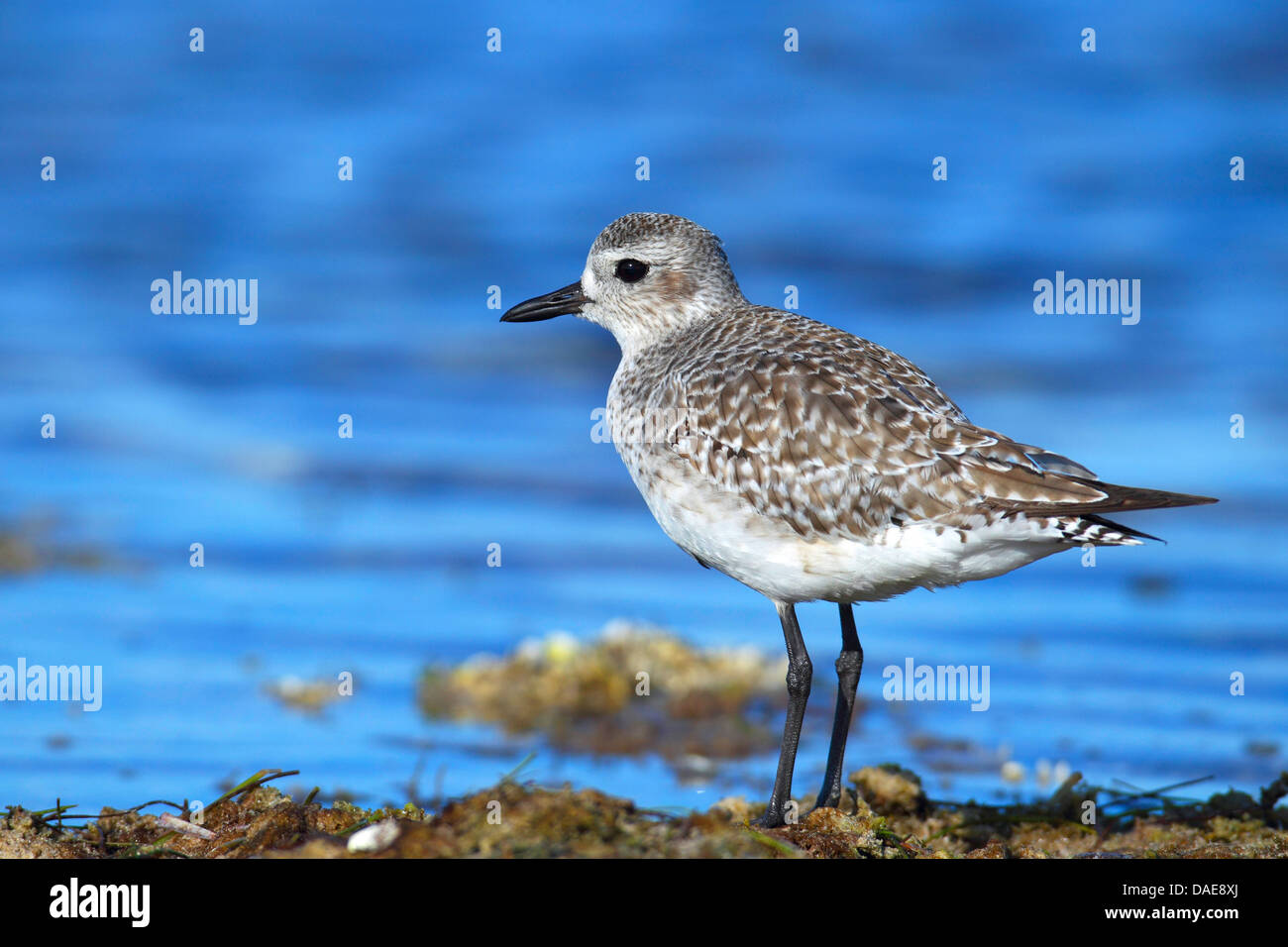grey plover (Pluvialis squatarola), standing at the beach in winter ...