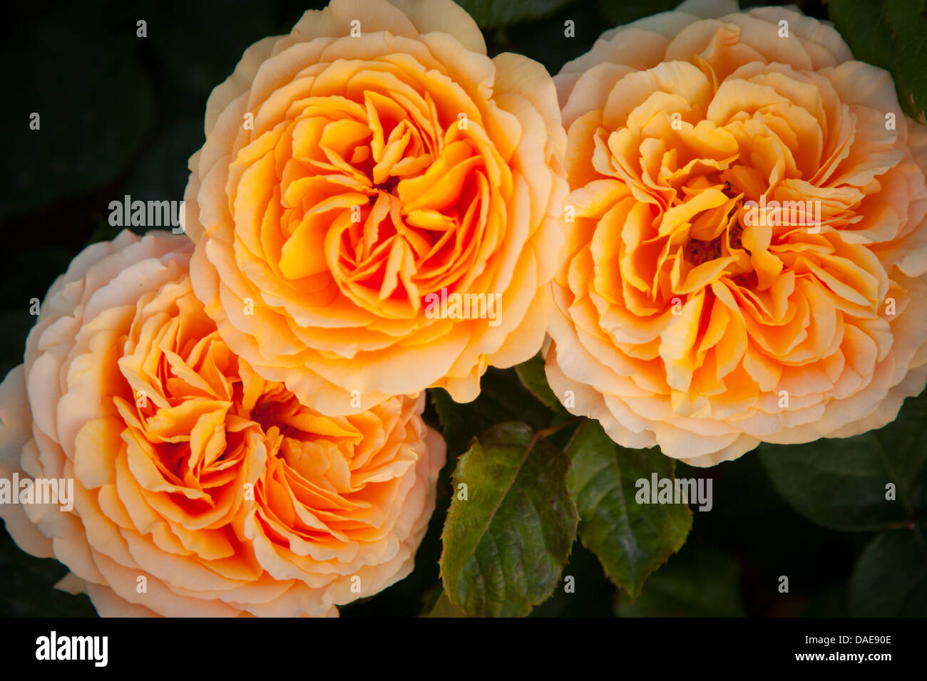 Yellow/Orange Roses along the banks of River Seine, Paris France Stock ...