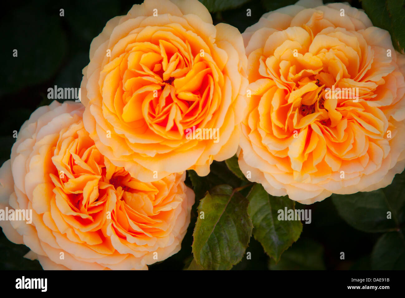 Yellow/Orange Roses along the banks of River Seine, Paris France Stock ...