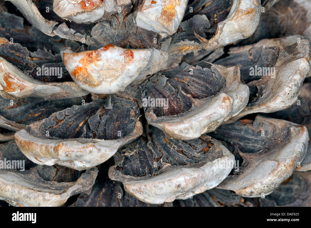Pine cone scales hi-res stock photography and images - Alamy