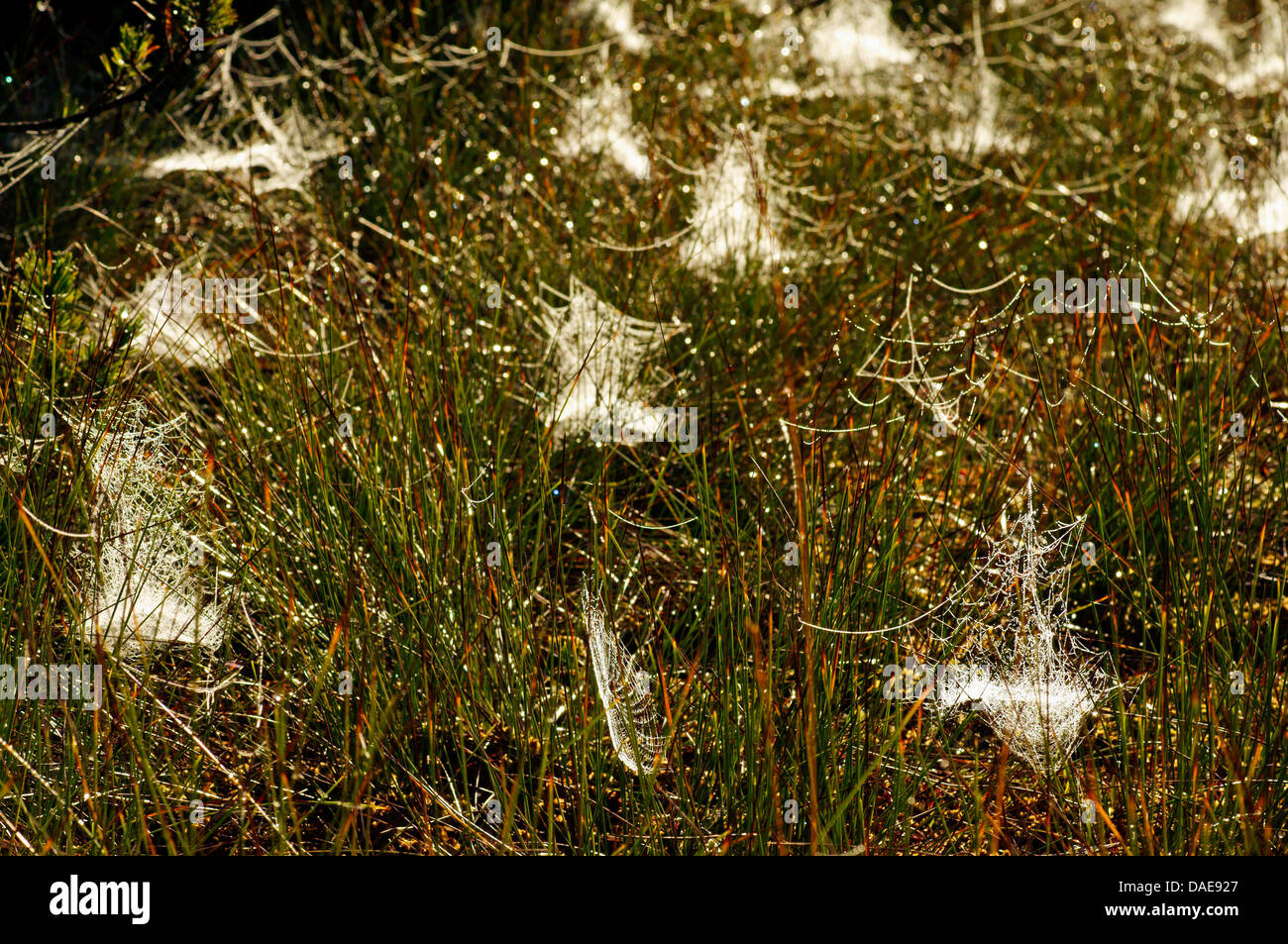 Spider webs hi-res stock photography and images - Alamy