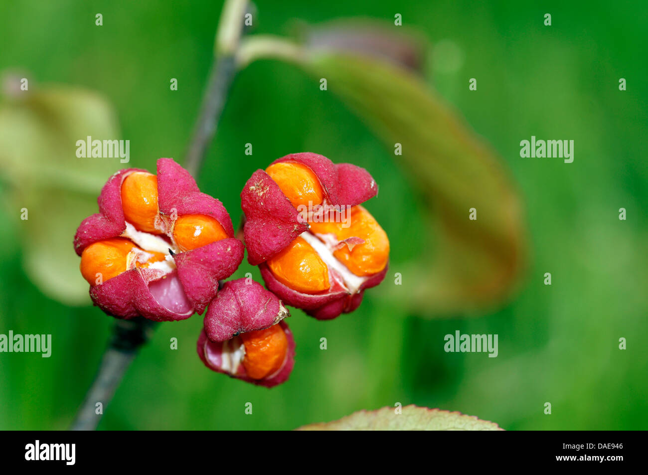 European spindle-tree (Euonymus europaea, Euonymus europaeus), fruiting ...