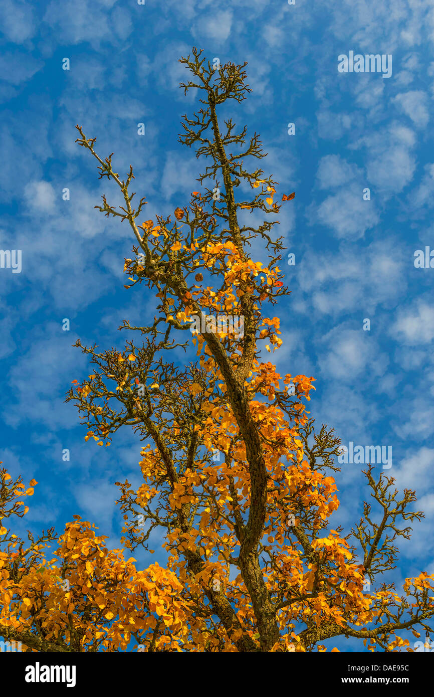 common pear (Pyrus communis), tree top in autumn colouration, Germany ...