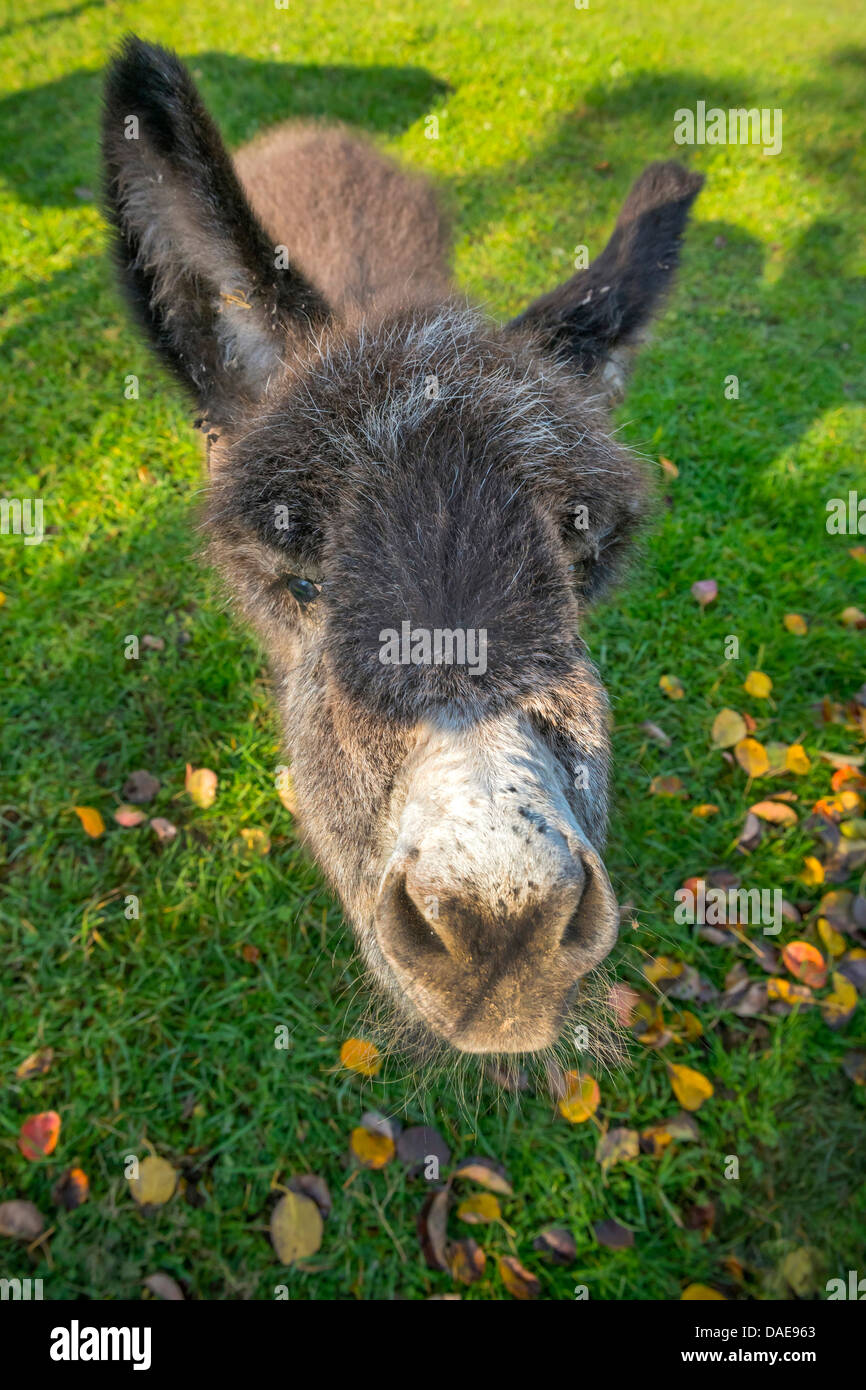 Curious donkey photography hi-res stock photography and images - Alamy