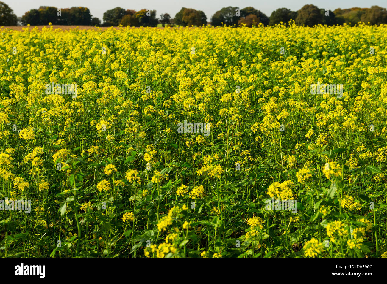 rape, turnip (Brassica napus), blooming rape field, Germany, North ...