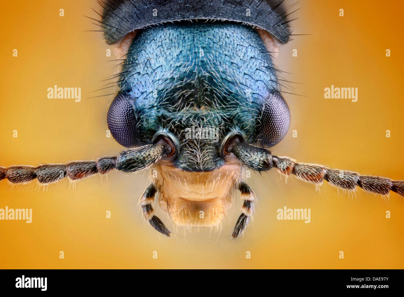 Red-tipped flower beetle (Malachius bipustulatus), head, top view ...