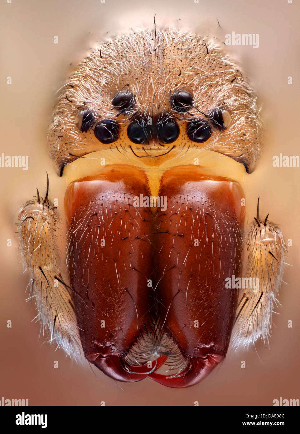 Pedipalps an ocelli hi-res stock photography and images - Alamy