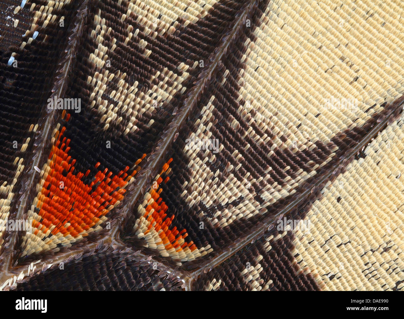 detail of a butterfly wing Stock Photo - Alamy