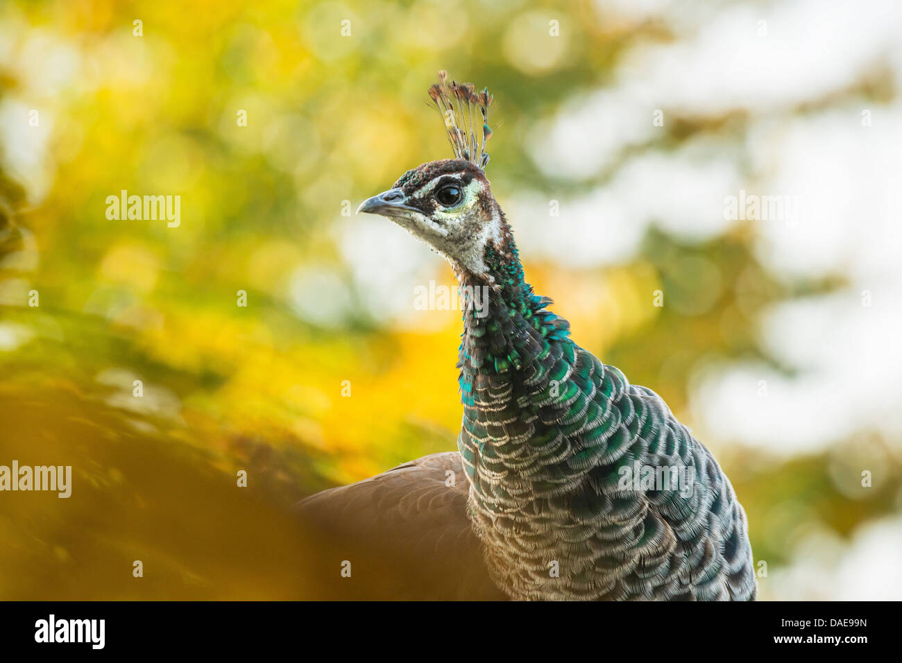 common peafowl, Indian peafowl, blue peafowl (Pavo cristatus), hen in ...