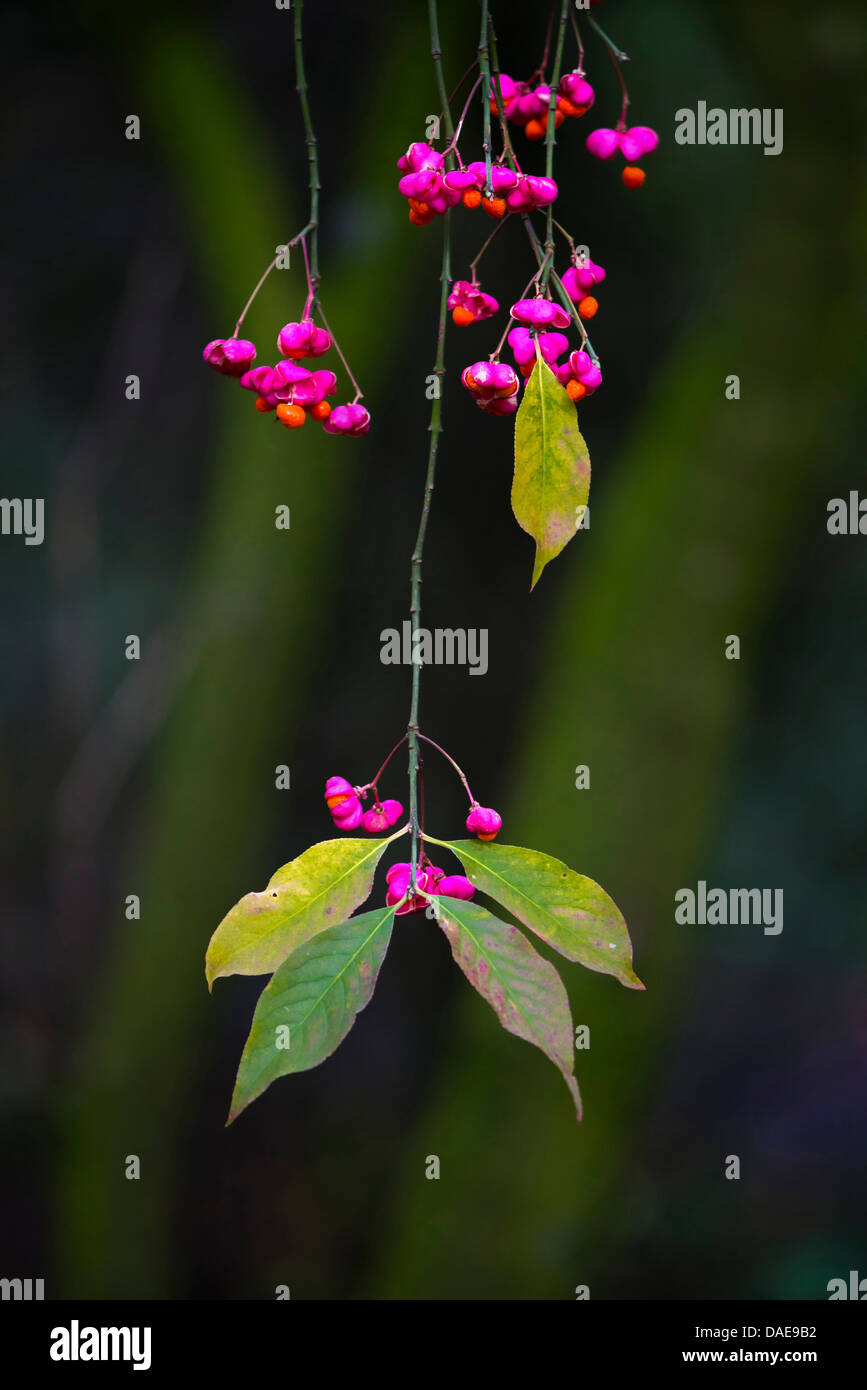 European spindle-tree (Euonymus europaea, Euonymus europaeus), fruitung ...
