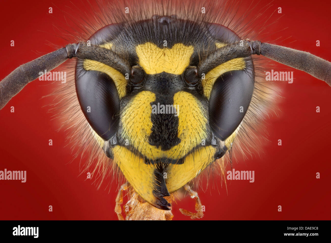 common wasp (Vespula vulgaris, Paravespula vulgaris), frontal view of a ...